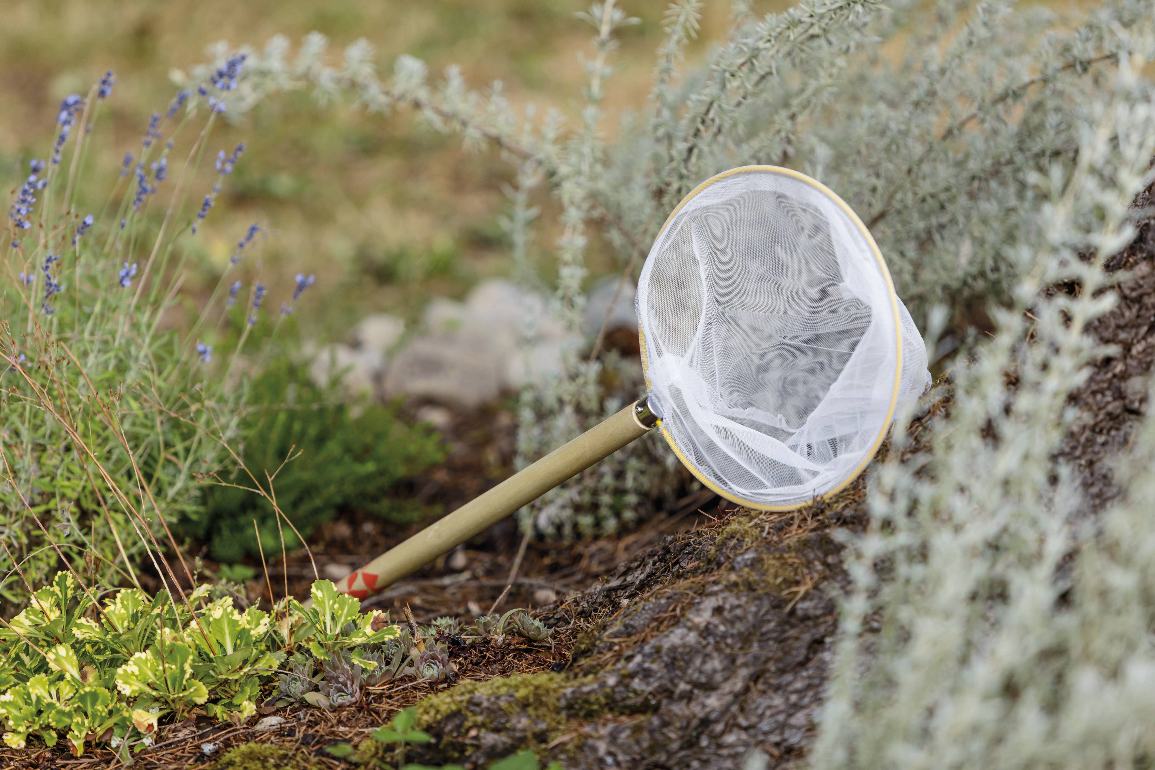 Beetle & Bee Butterfly Net - FSC Certified-Outdoor Play – Cowhide and ...